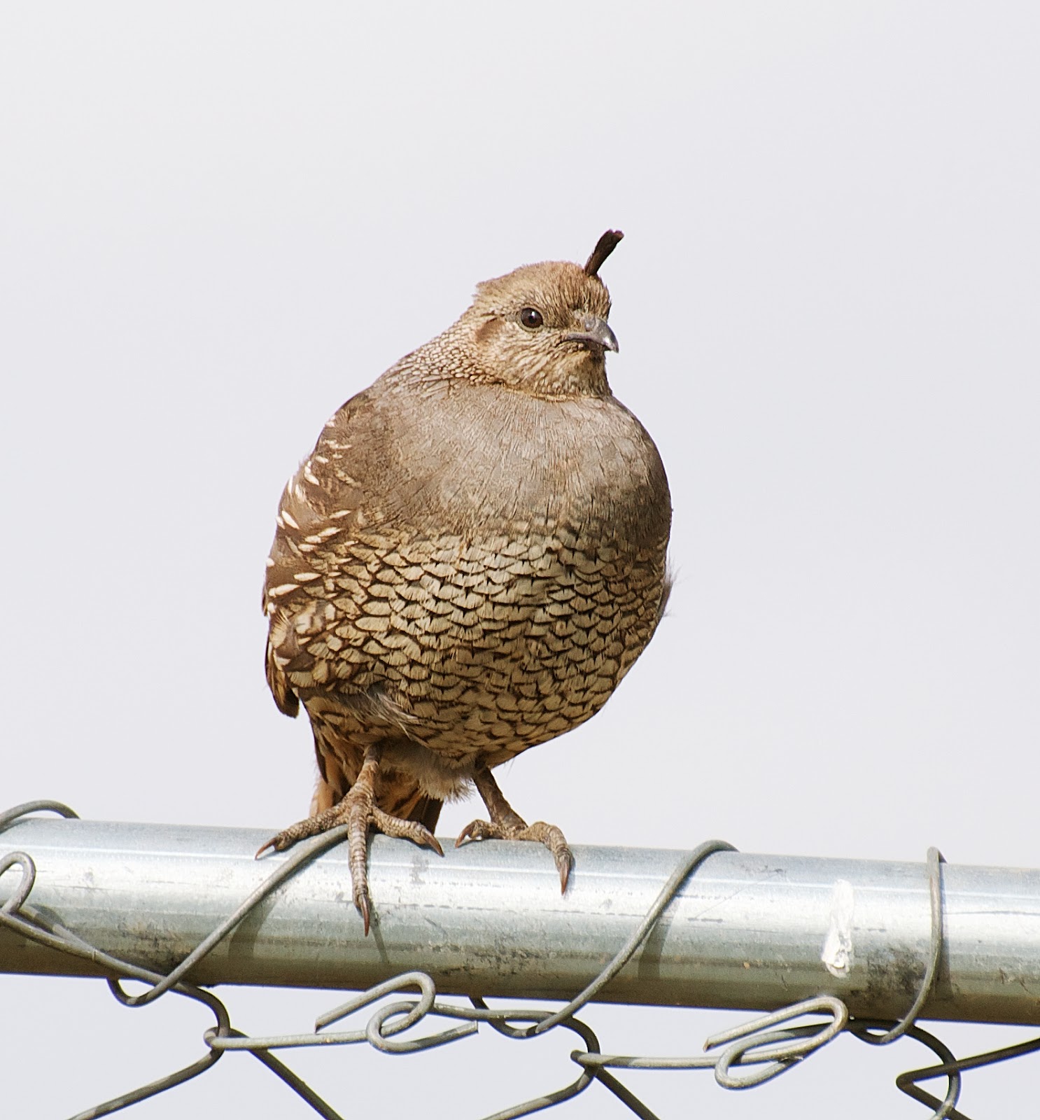 NW Bird Blog: California Quail